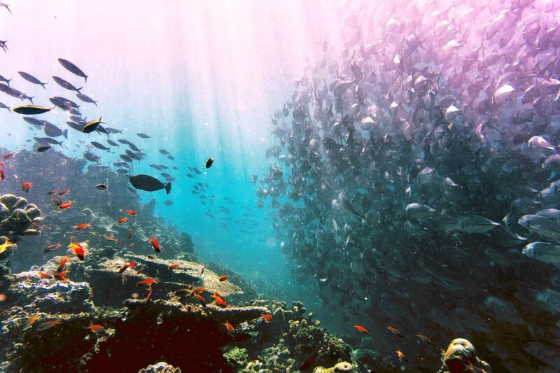 Ocean Conservation Research Protecting Marine Life From Ocean Noise