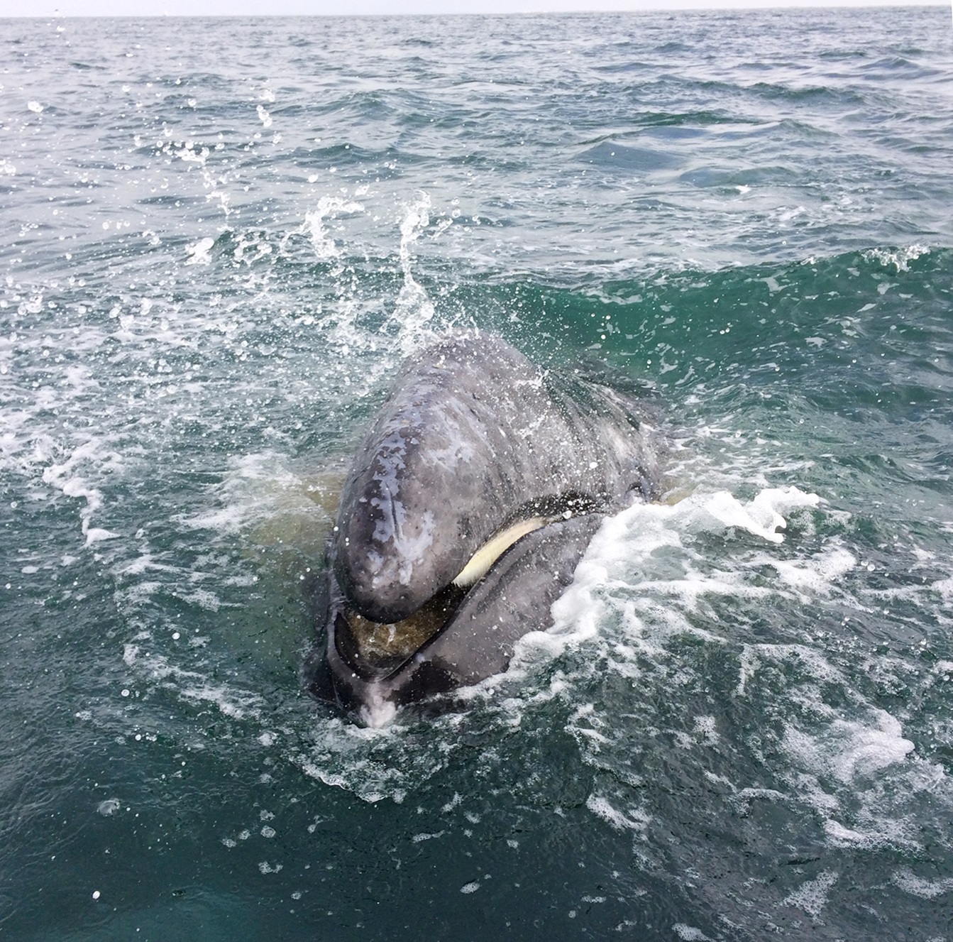 4158 baleen calf - Ocean Conservation Research