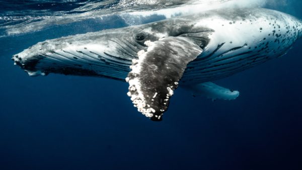 Humpback Whale Vocalizations | Ocean Conservation Research