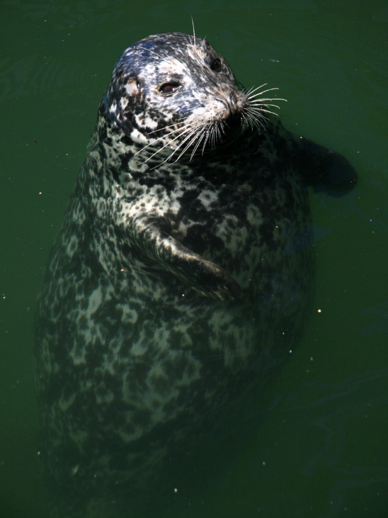 Harbor Seal Sounds | Ocean Conservation Research