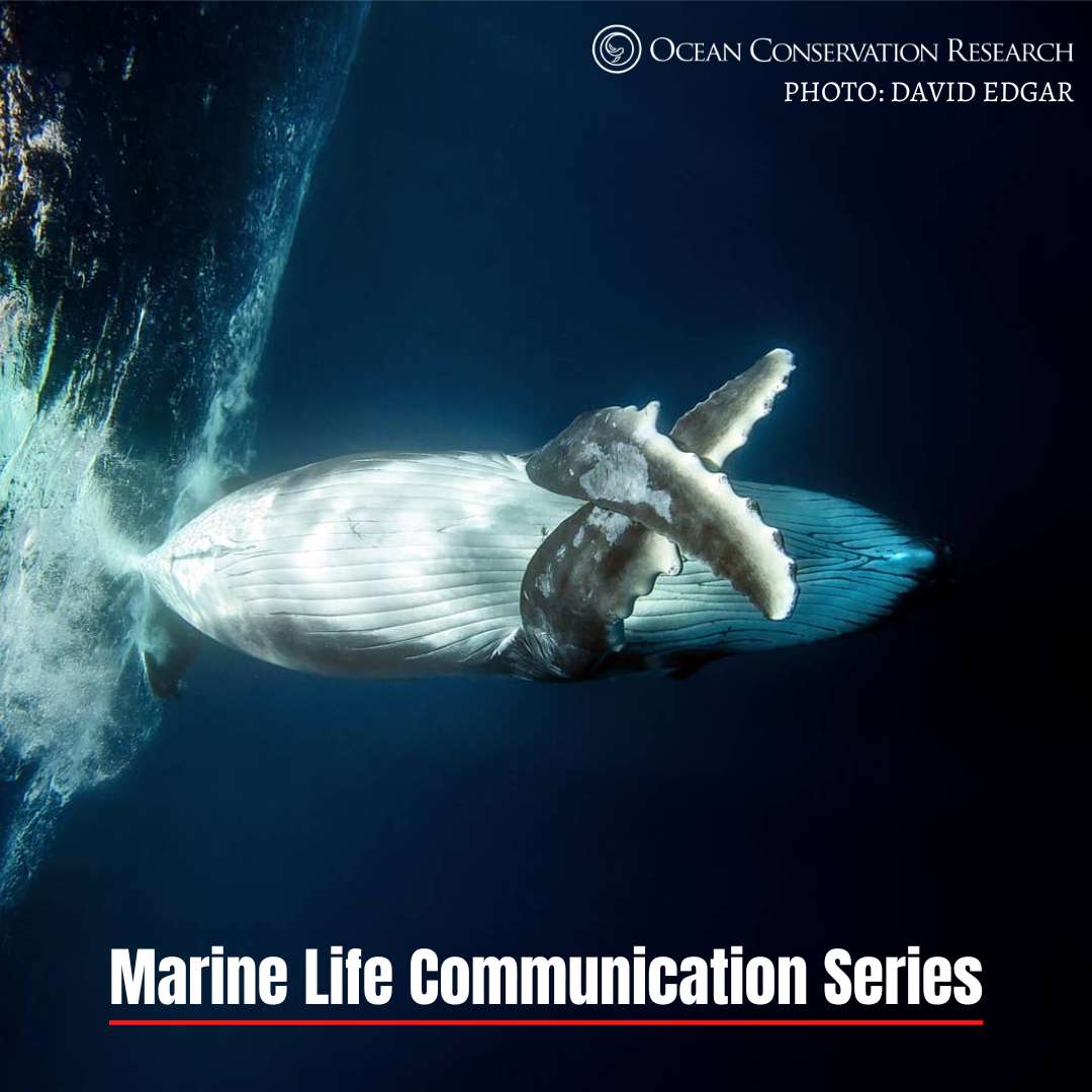 Marine Life Communication Series Ocean Conservation Research
