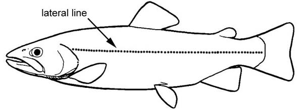 How do Fish Hear?