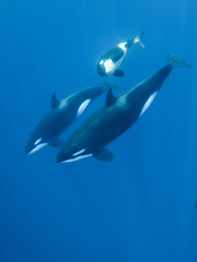 Orca or Killer Whale Sounds | Ocean Conservation Research