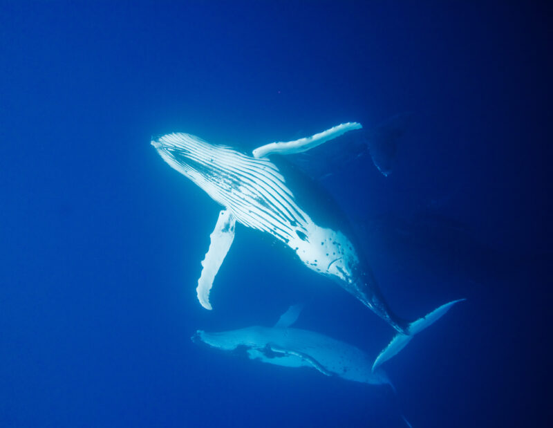 Behavior Of Humpback Whales Ocean Conservation Research