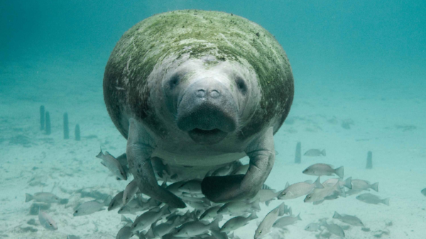 Manatee Sounds | Ocean Conservation Research