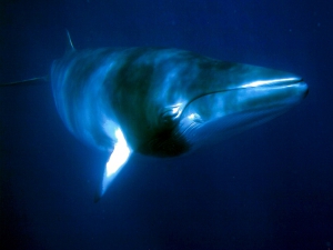 Intro to Odontocetes & Mysticetes - Ocean Conservation Research