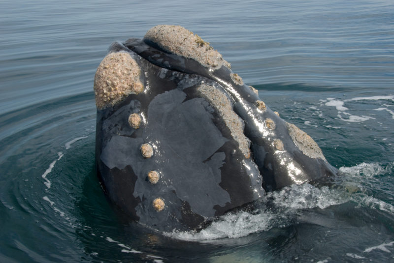 Right Whale | Ocean Conservation Research