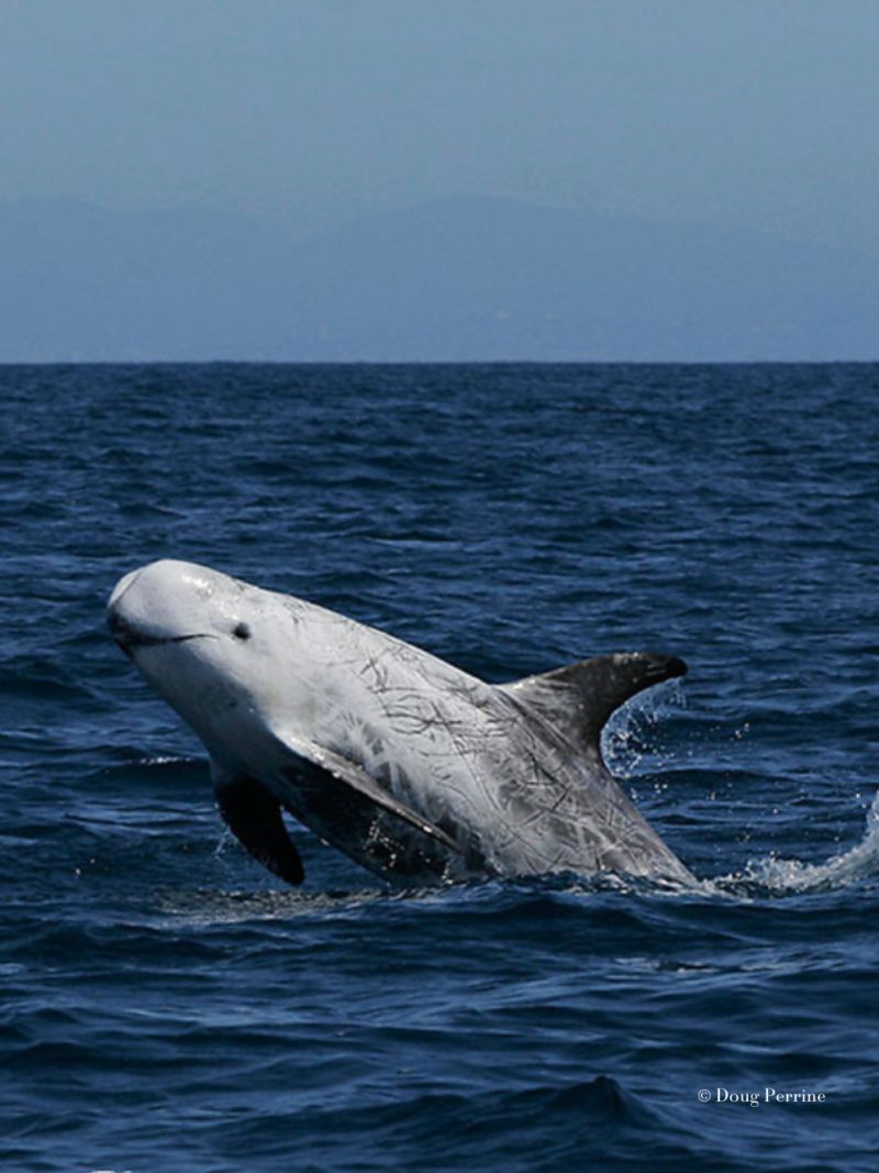 rissos doug perrine - Ocean Conservation Research